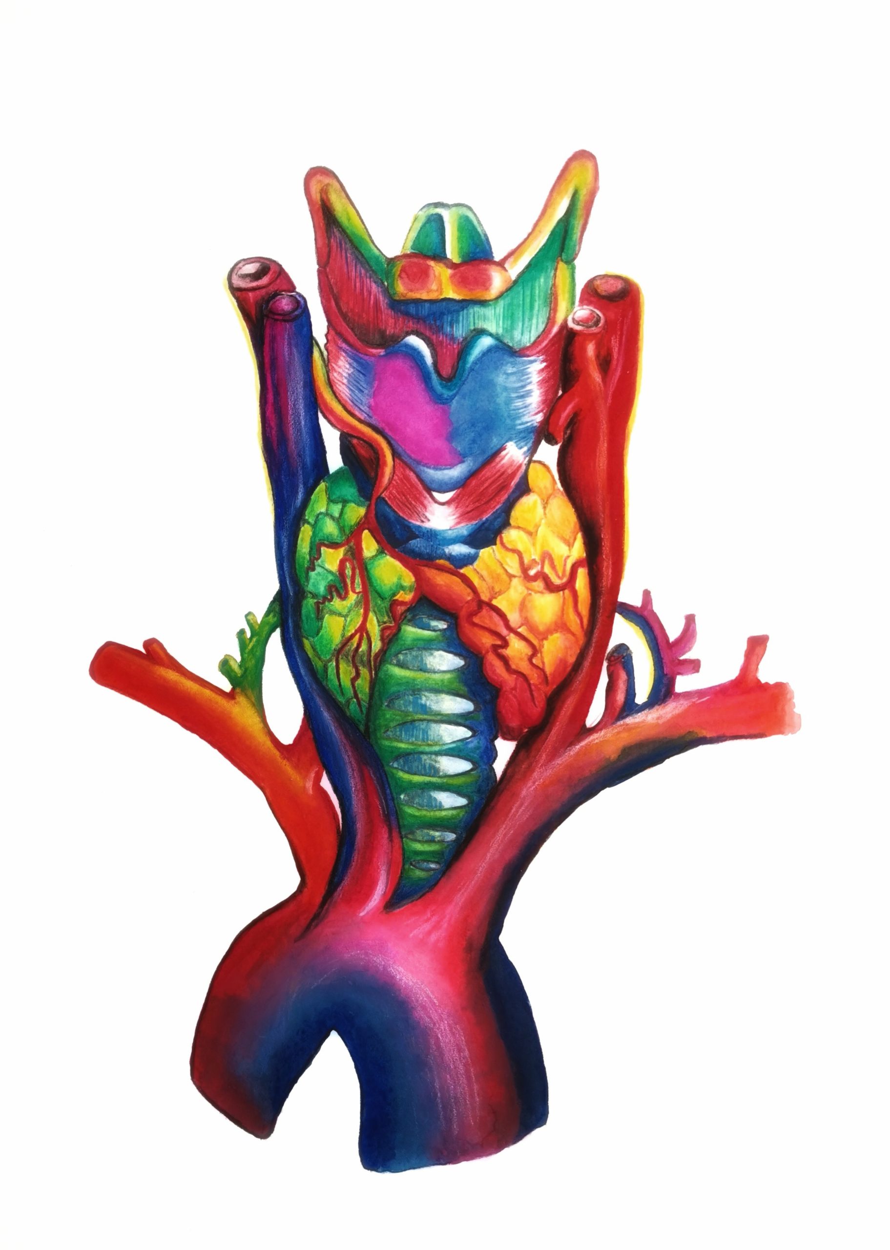 Larynx - Original , Anatomy of the Larynx- Jolanta Rabenstein Art